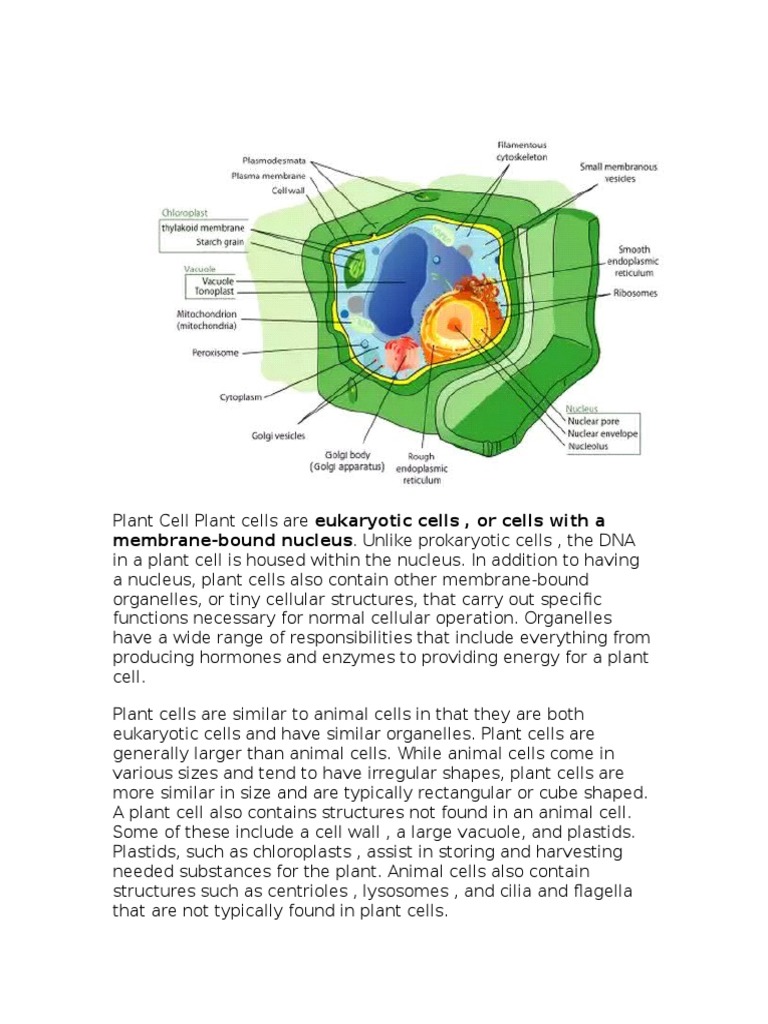 Plant Cell Structure & Types | PDF