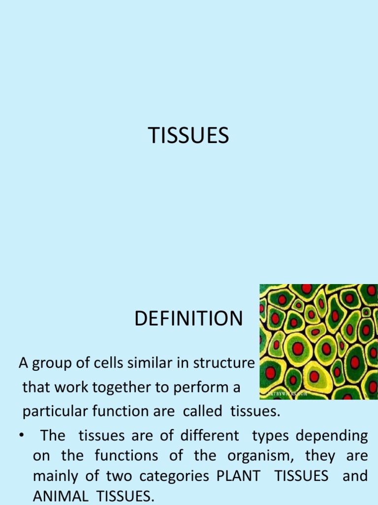 Plant Tissue System | PDF | Tissue (Biology) | Bark