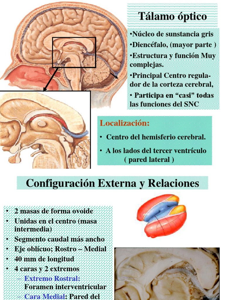 Talamo | PDF | Tálamo | Cabeza y cuello humanos