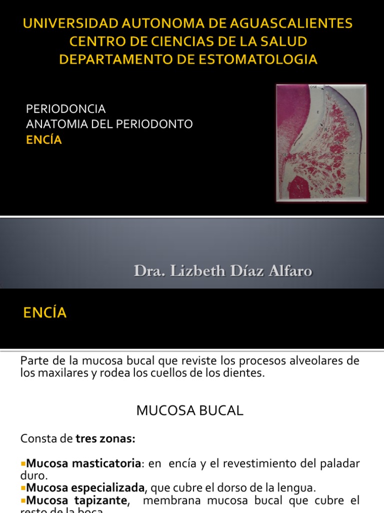 Anatomia Del Periodonto Encia | PDF | Diente humano | Tejido conectivo