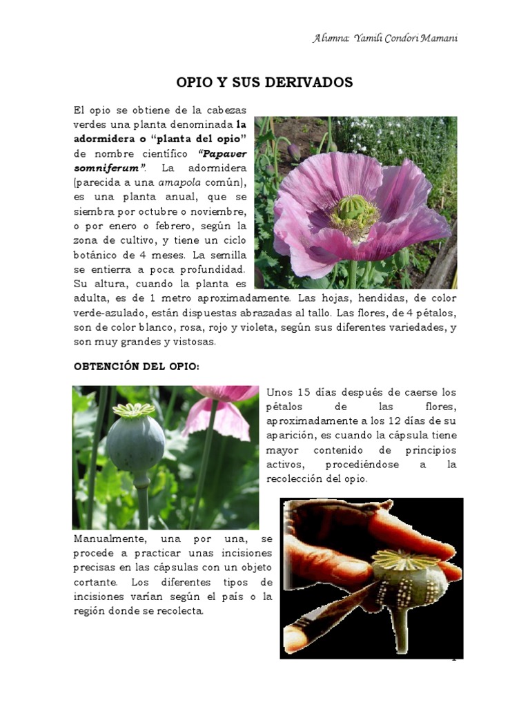 Opio Y Sus Derivados: adormidera o “planta del opio”