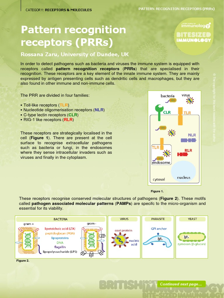 Pattern Recognition Receptors (PRRS) : Rossana Zaru, University of ...