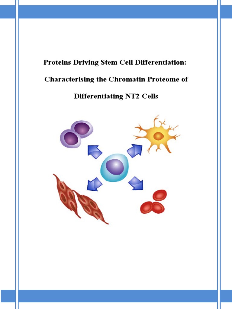 Proteins Driving Stem Cell Differentiation: Characterising The ...