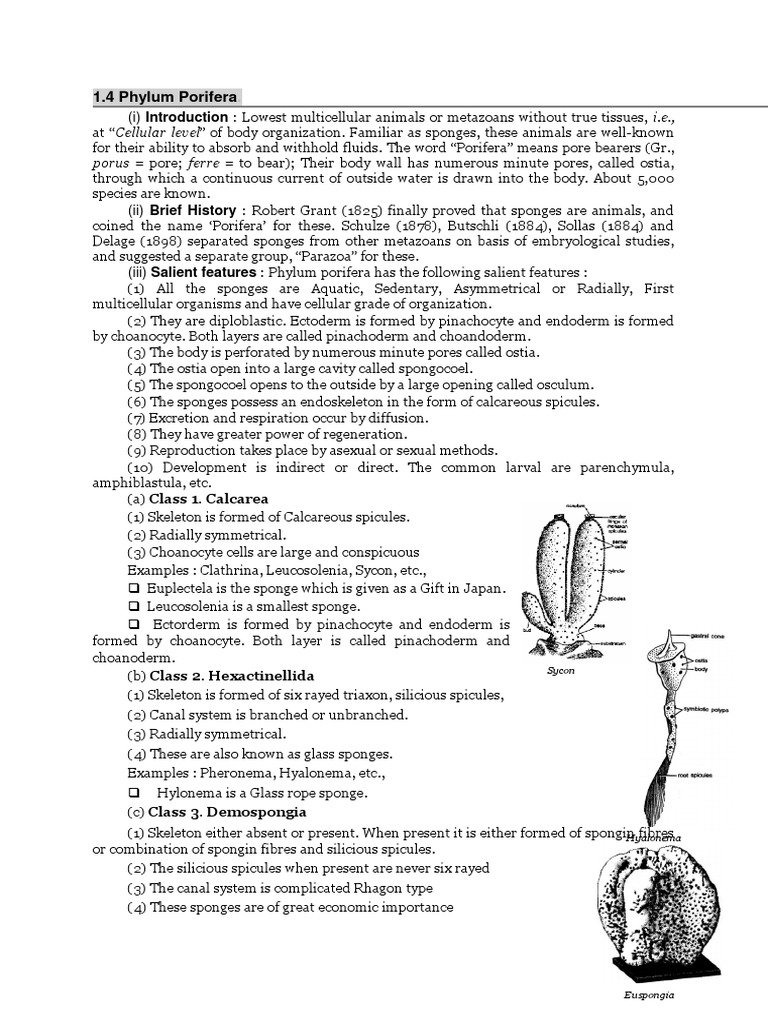 Phylum Porifera | PDF | Sponge | Animal Taxonomy