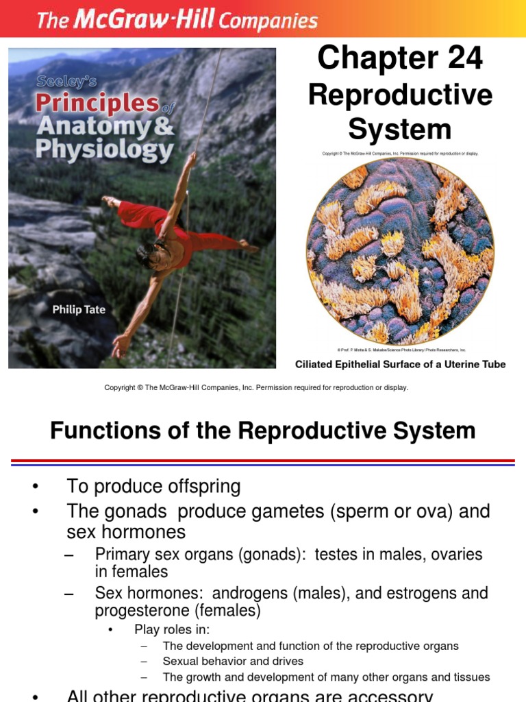 24 Lecture PPT - Reproductive System | Download Free PDF | Menstrual ...