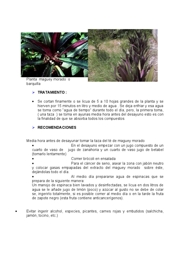 Beneficios y preparación del maguey morado | PDF | Alimentos | Comida y ...