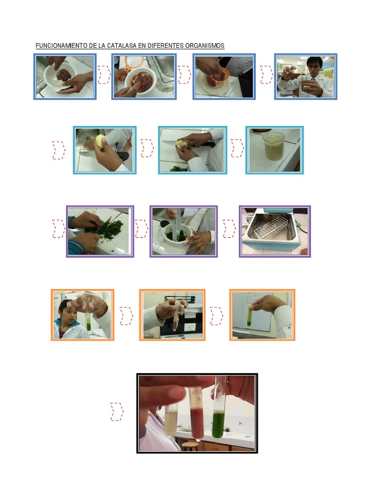 Función de la catalasa en organismos | PDF | Catalasa | Enzima