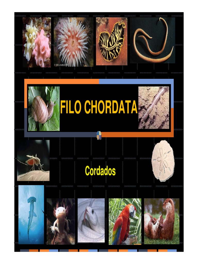 Caracterizacao Dos Cordados e Protocordados | PDF | Cordados | Organismos