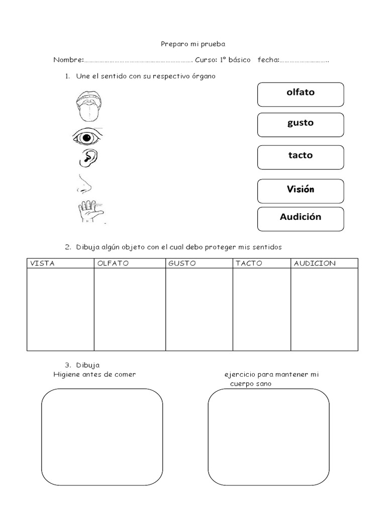 Guia de Aprendizaje Los Sentidos | PDF