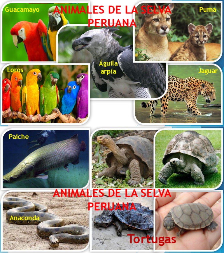 Animales de La Selva Peruana | PDF
