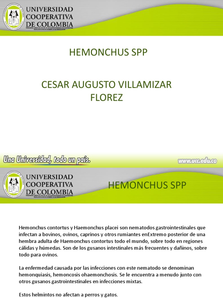 Haemonchus Sp | Nematodo | Oveja