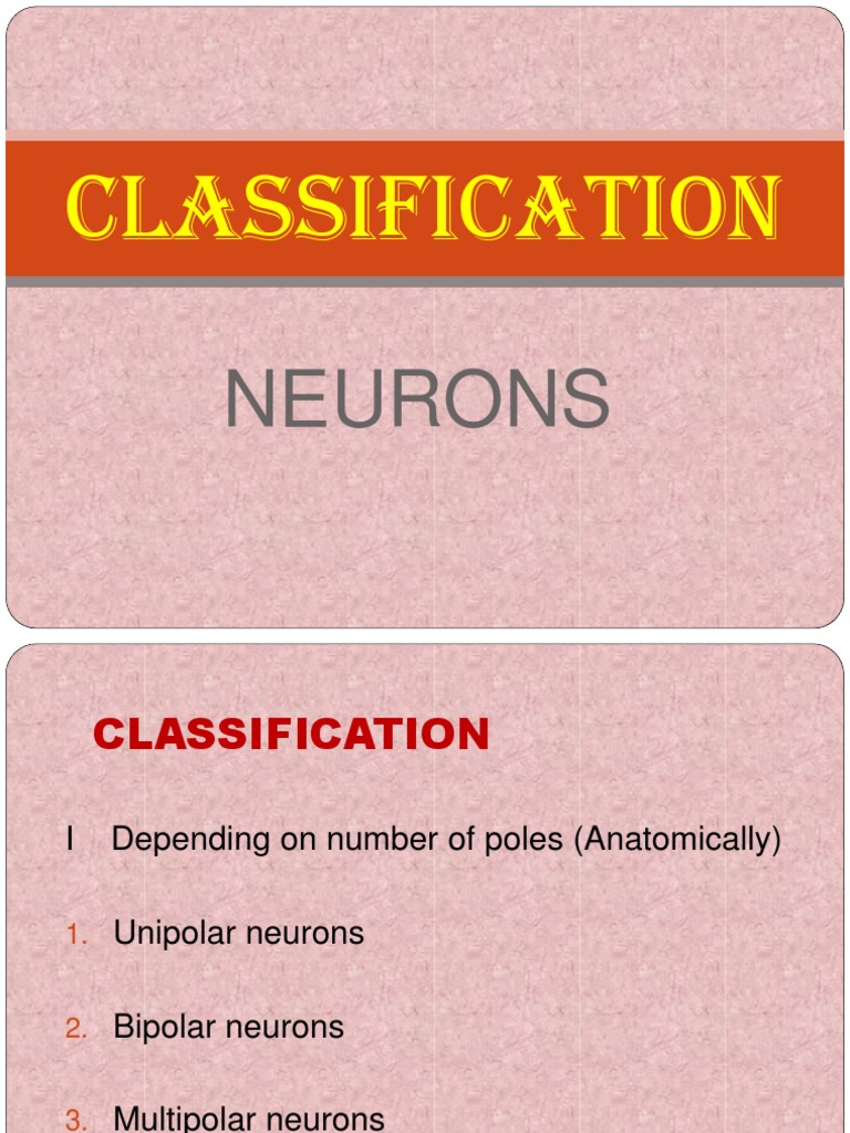 Classification | Download Free PDF | Motor Neuron | Neuron