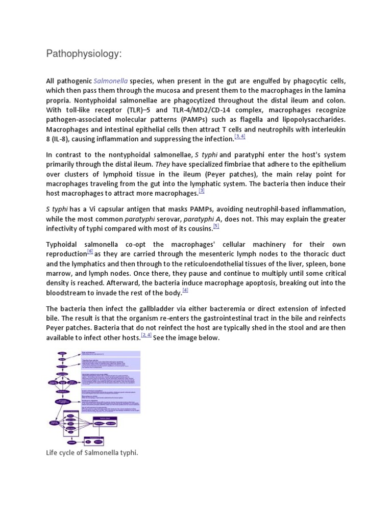Pathophysiology of Typhoid Fever | Lymphatic System | Macrophage