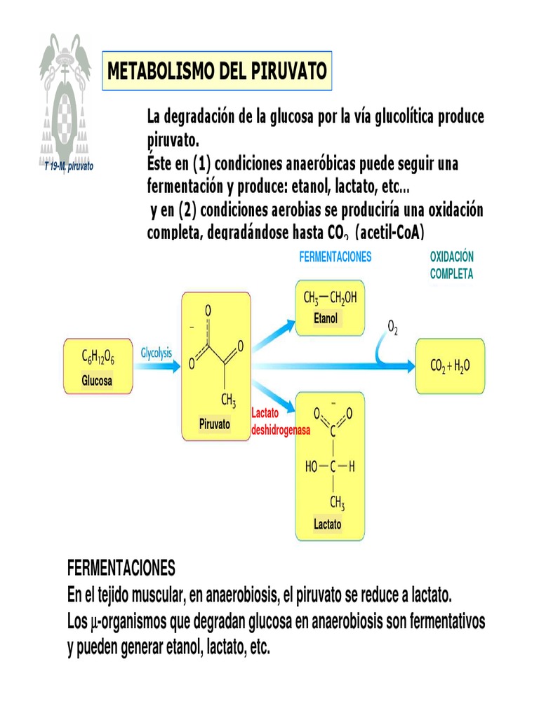 Metabolismo Del Piruvato | PDF | Ácido láctico | Glucólisis
