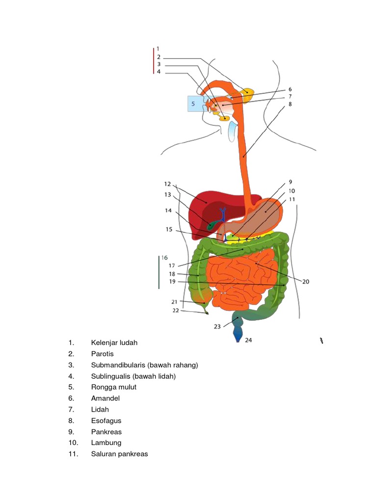 Kelenjar Ludah | PDF