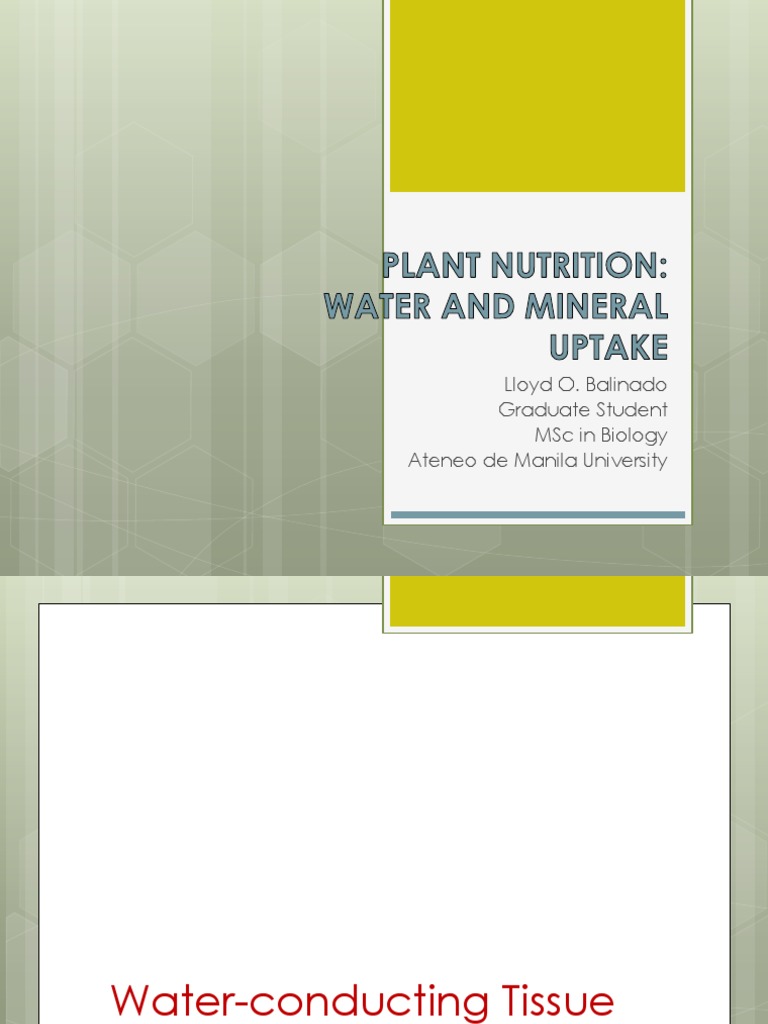 Plant Nutrition Water and Mineral Uptake | PDF | Plant Physiology | Anatomy