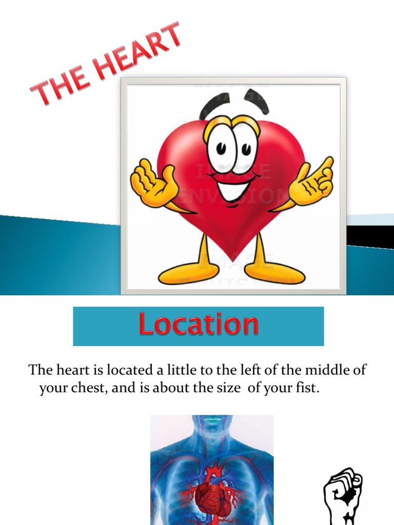 Powerpoint The Heart | PDF | Heart | Circulatory System