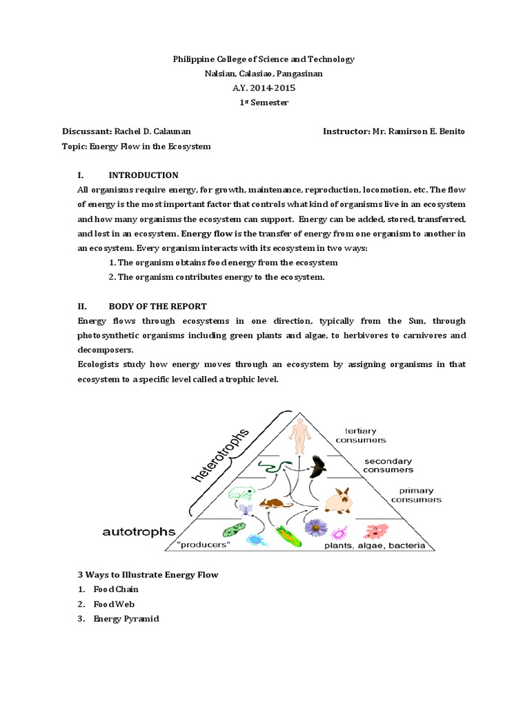 Energy Flow in Ecosystems Explained | PDF | Food Web | Ecosystem