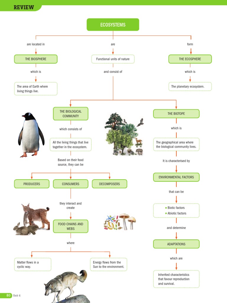 Natural Science 2. Review. Unit 6 | PDF