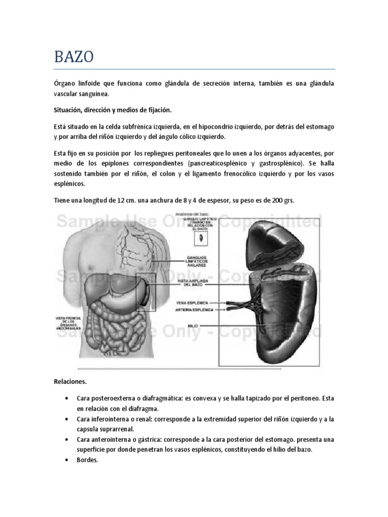 BAZO | PDF | Bazo | Abdomen