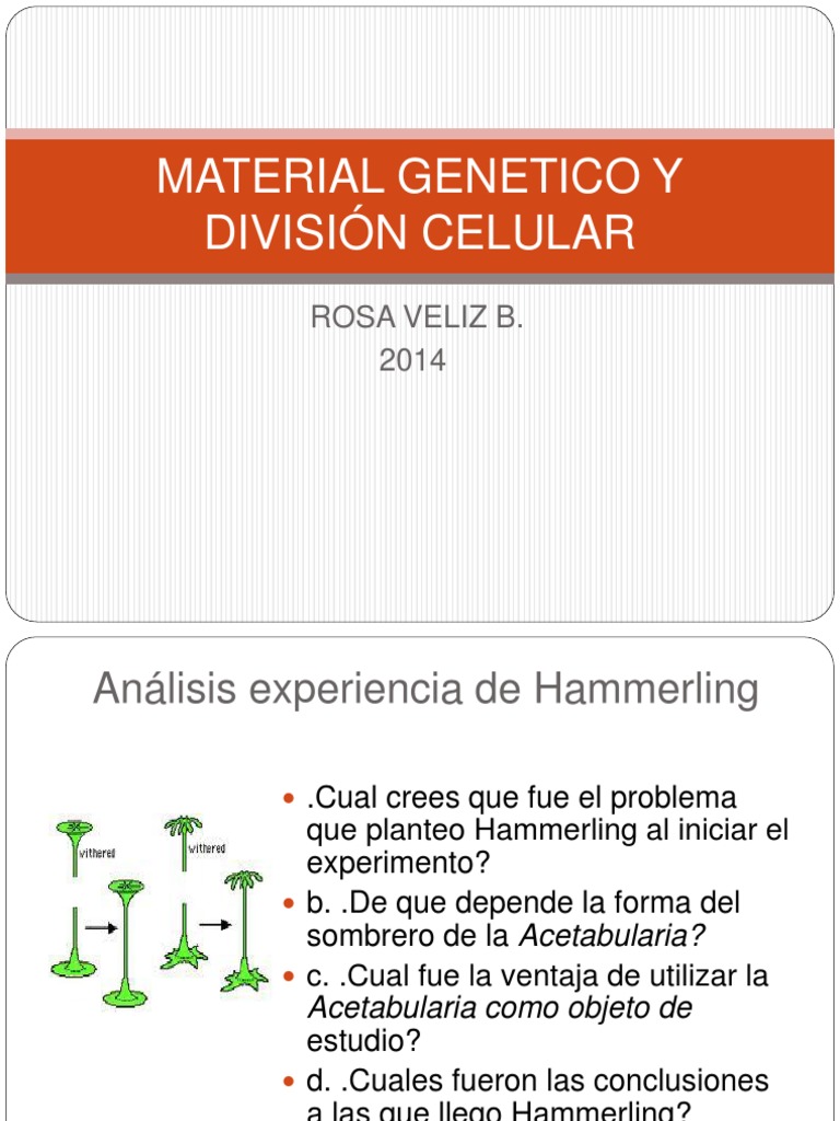 Experimento de Hammerling y Genética | PDF | Nucleo celular | Cromatina