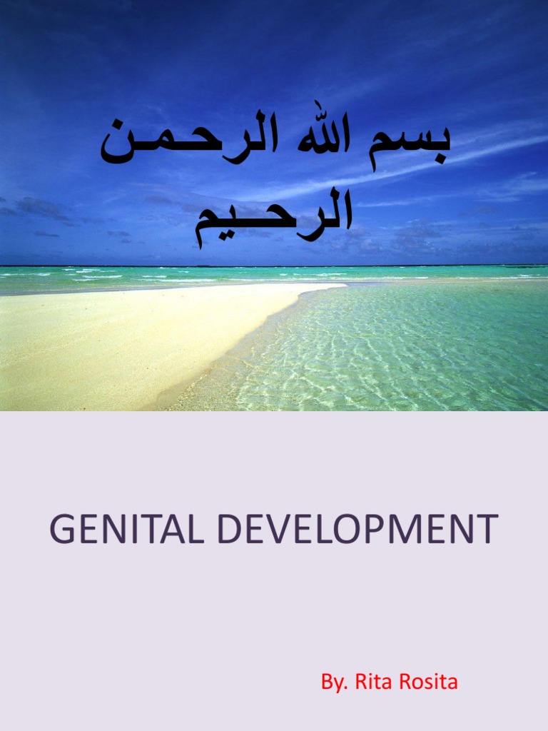 Embryology Genital Pdf Labia Sex Organ