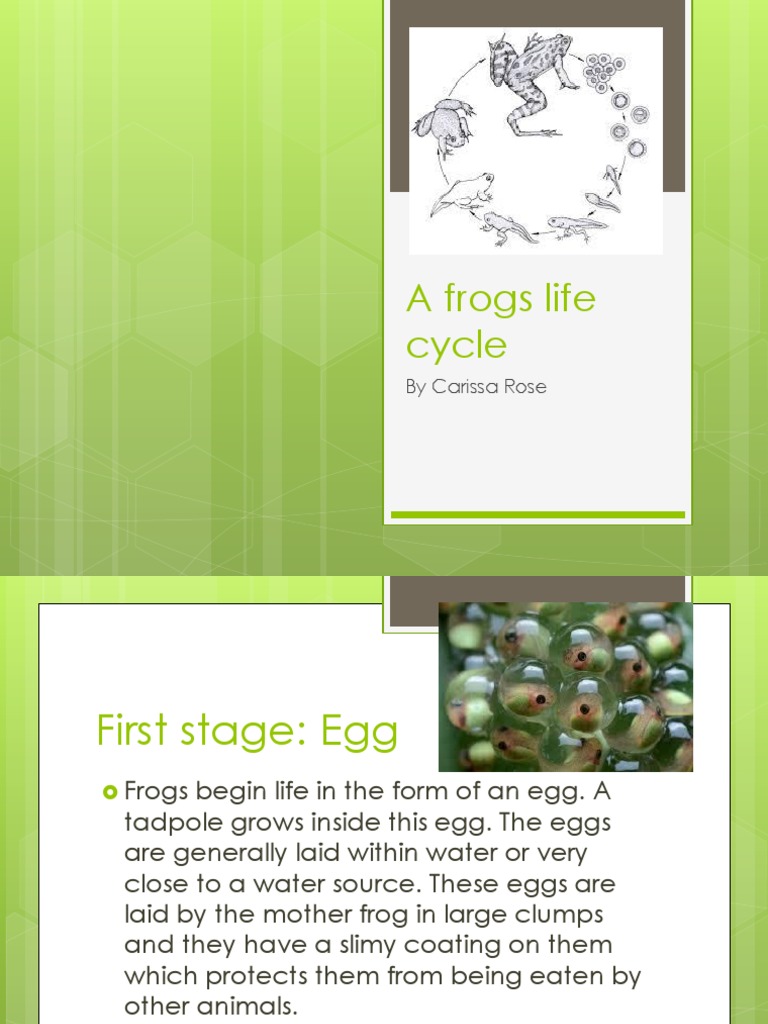 Frog Life Cycle Explained | PDF | Foreign Language Studies | Home & Garden