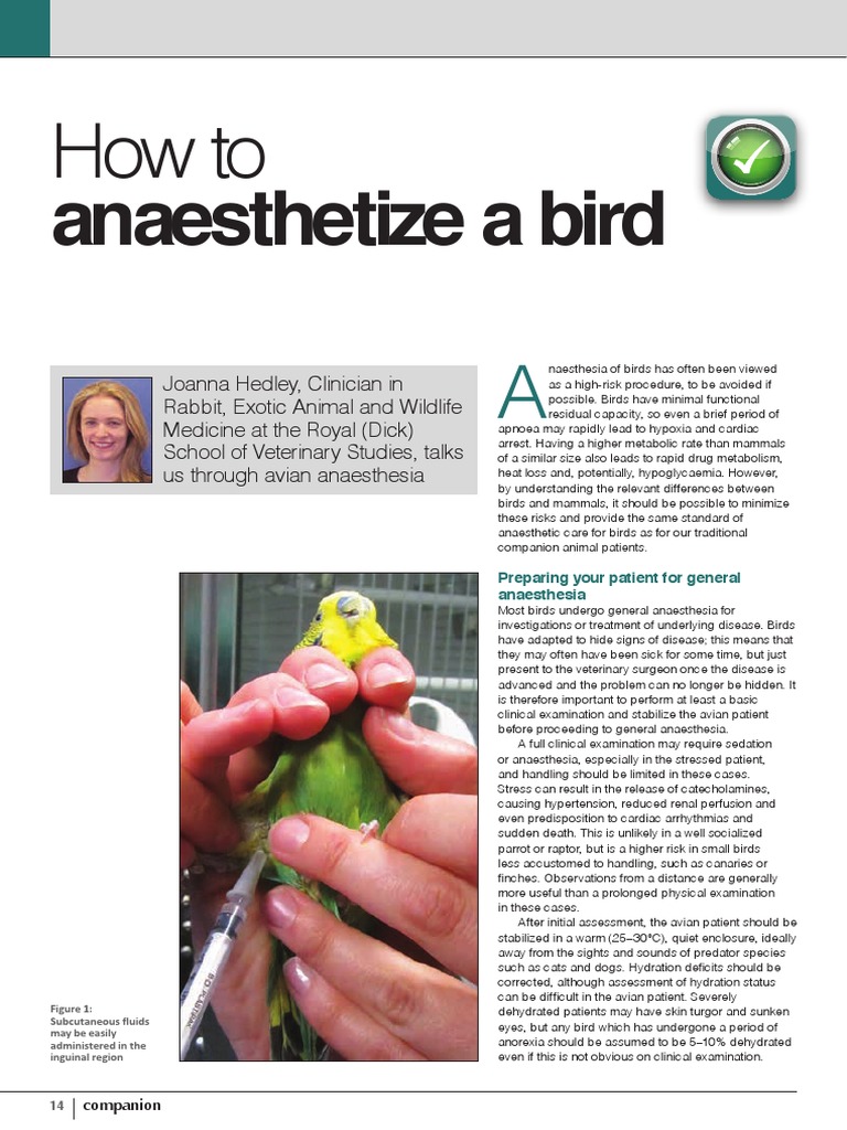 anaesthetize a bird: How to | Anesthesia | Intravenous Therapy