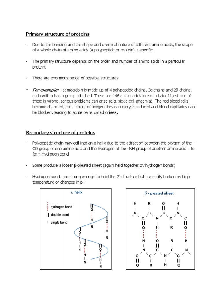 Primary Structure of Proteins: For Example | PDF