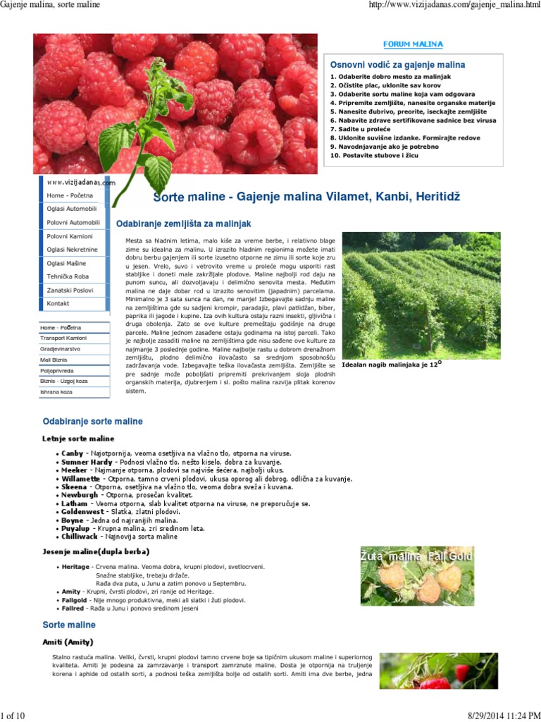 Gajenje Malina, Sorte Maline | PDF