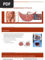 Cotiledones | PDF | Placenta | Parto