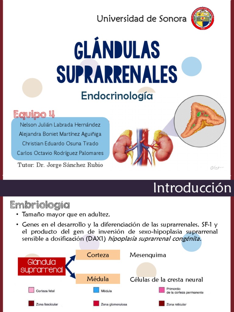 Glándulas Suprarrenales | Glándula suprarrenal | Hormona ...
