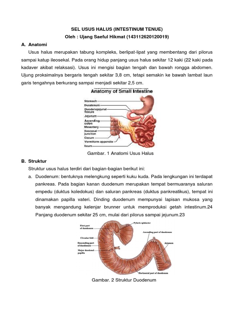 Sel Usus Halus | PDF | Sains & Matematika