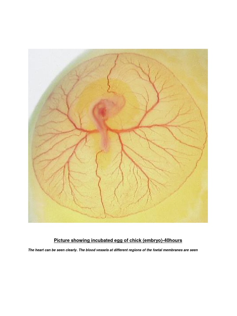 Development and Functions of the Extra-Embryonic Membranes in Chick ...