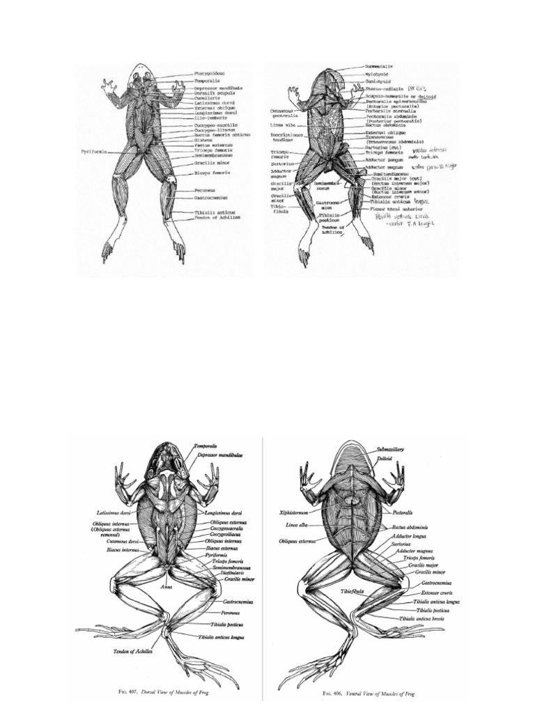 Frog's Muscular System | PDF