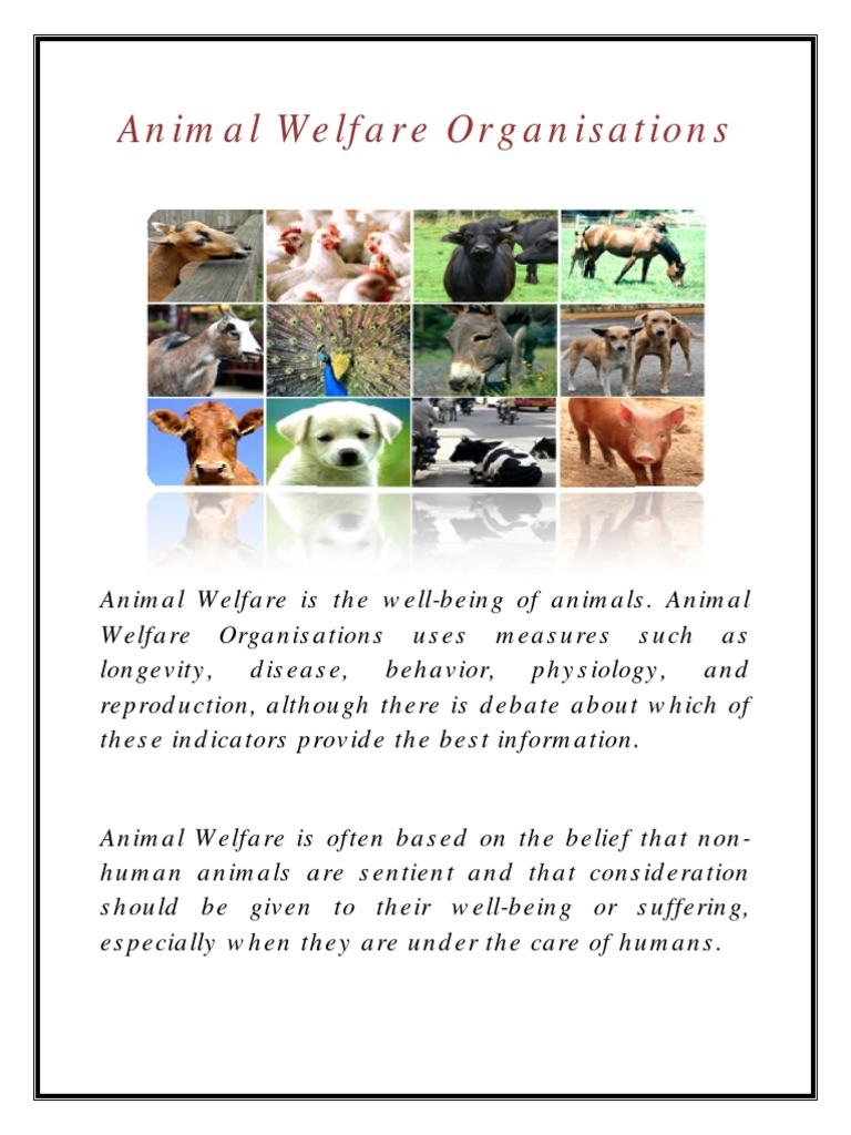 Overview of Animal Welfare Organisations | PDF | Animal Welfare | Welfare