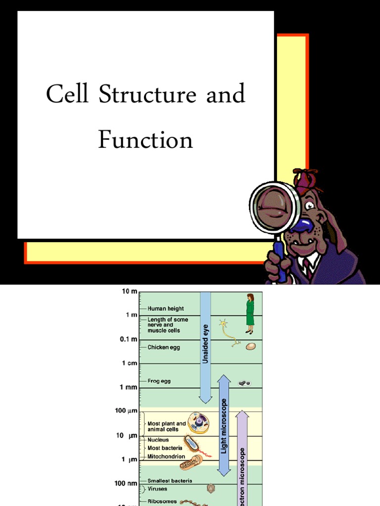 Cell Structure & Function Guide | PDF