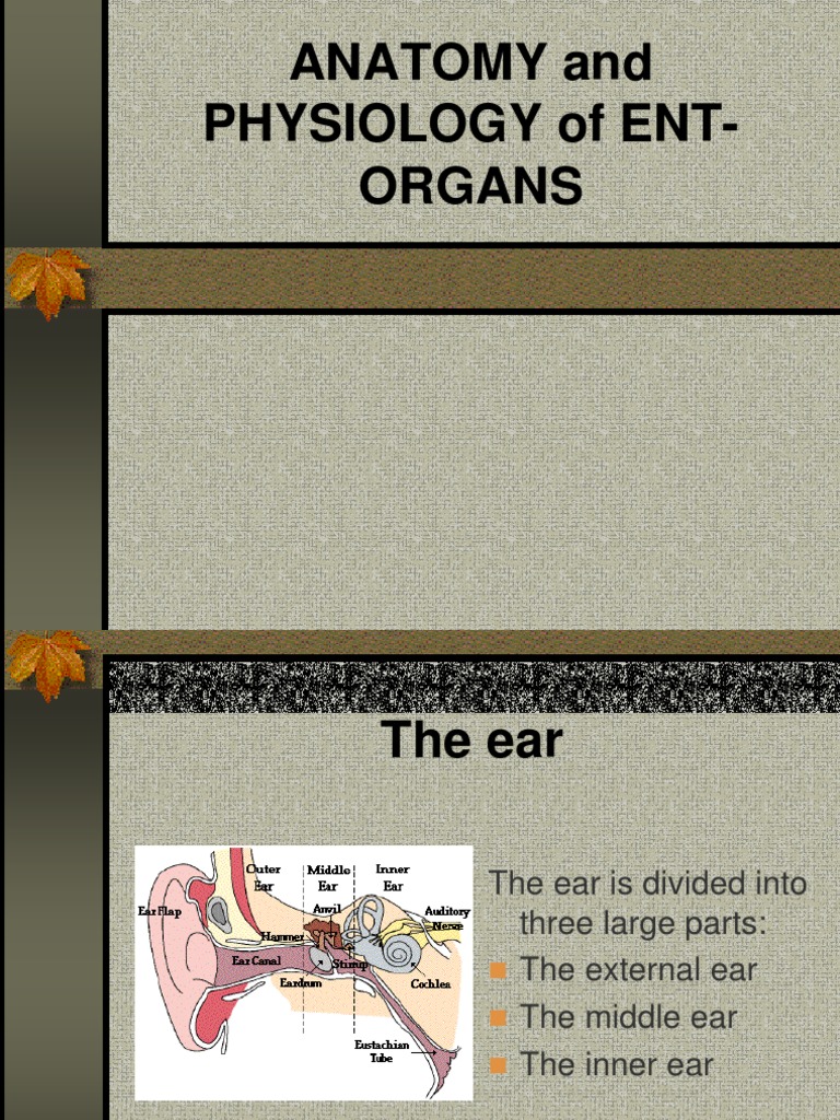 Anatomy and Physiology of Ent-Organs | PDF | Ear | Facial Features