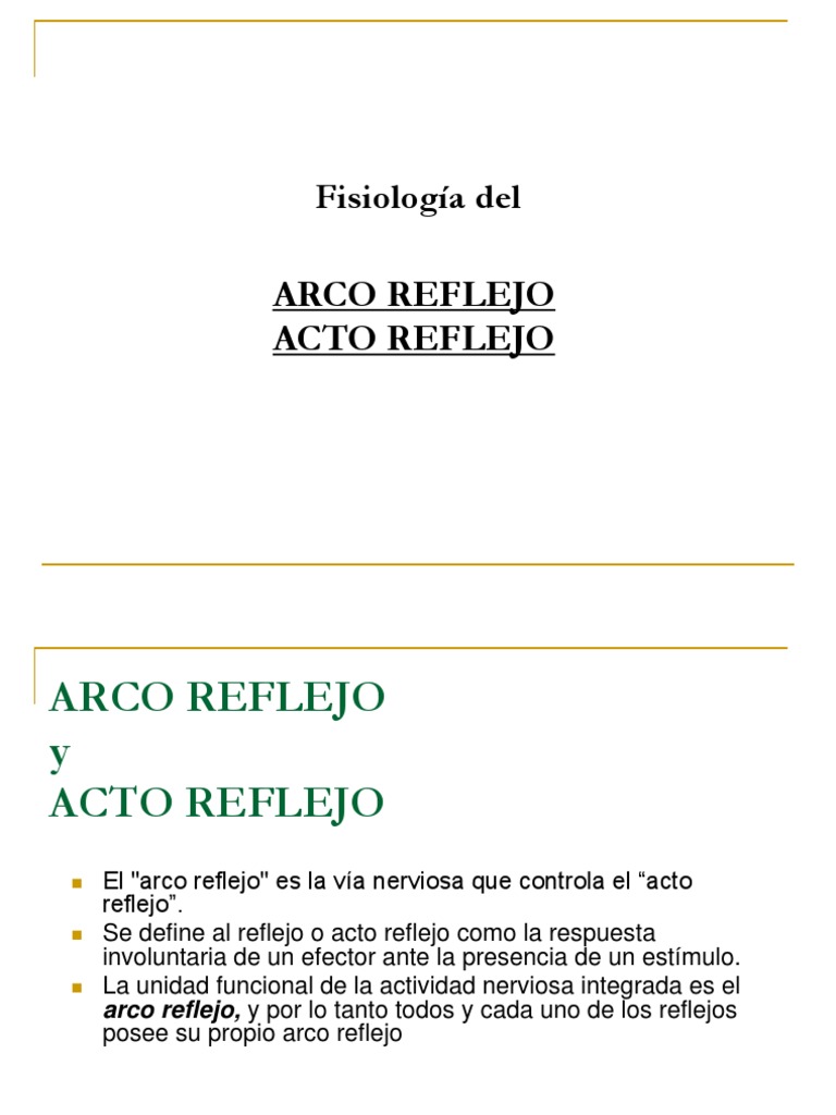 Arco y acto reflejo: conceptos clave | PDF | Neurona | Sistema nervioso