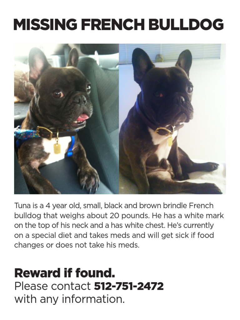 Missing French Bulldog: Reward If Found | PDF