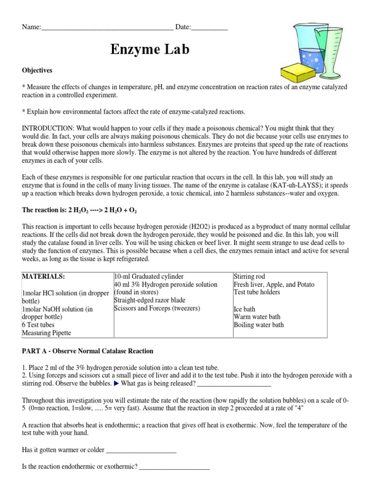 Enzyme Liver Lab | PDF | Catalase | Peroxide