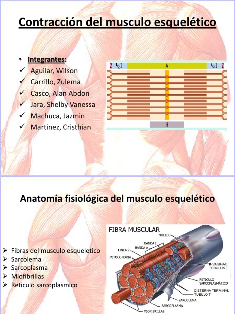 Contraccion Del Musculo Esqueletico | Contracción muscular | Músculo