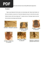 Klasifikasi & Morfologi Padi | PDF