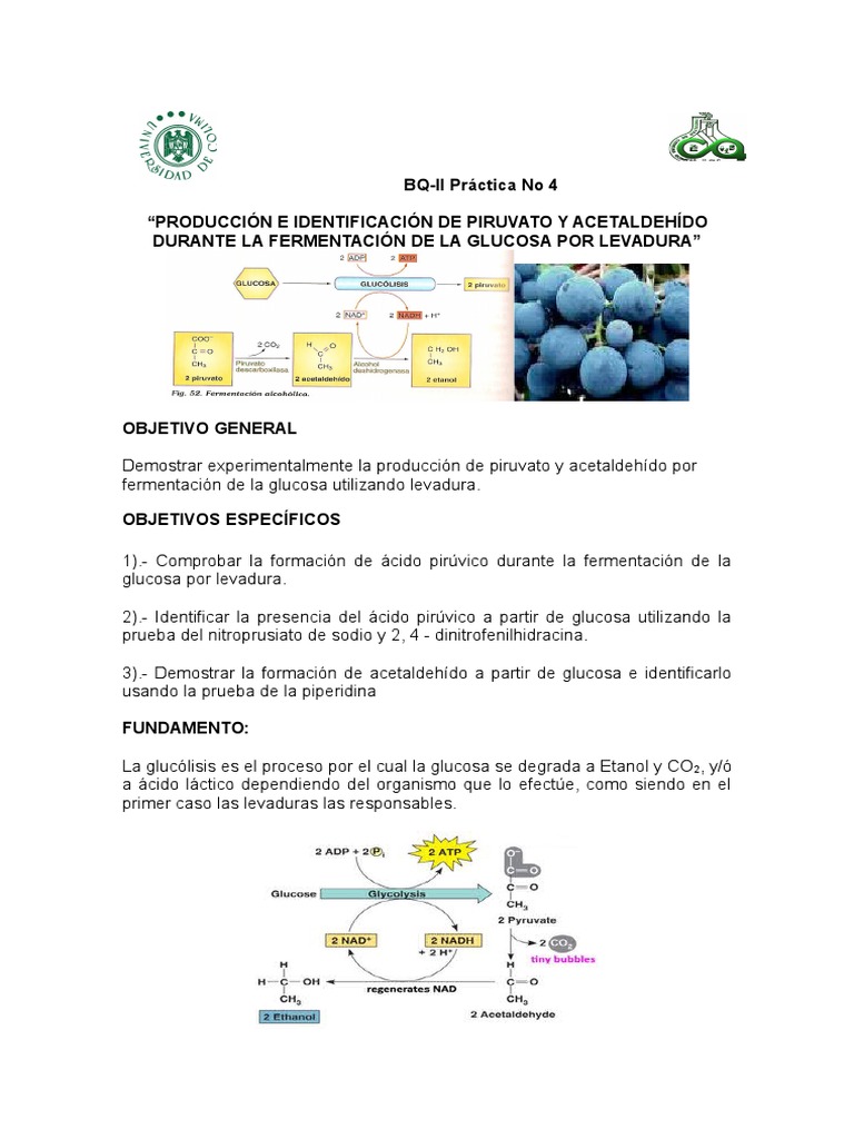 PRÁCTICA No 4 BQII PRODUCCIÓN DE PIRUVATO Y ACETALDEHÍDO | PDF | Glucólisis | Fermentación