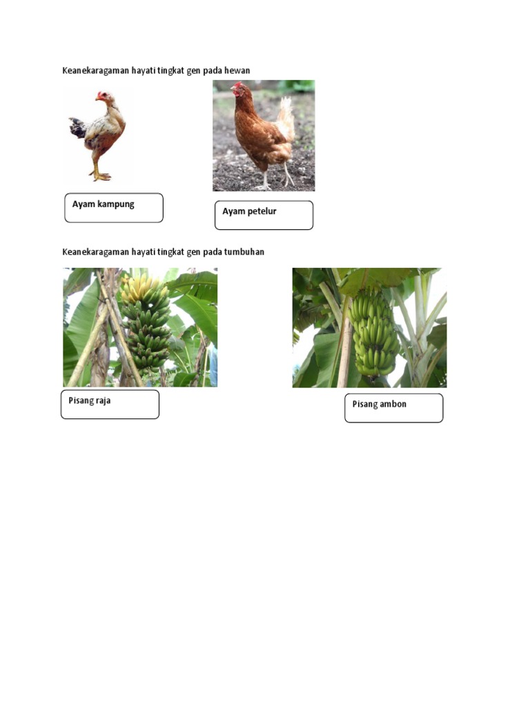 Keanekaragaman Hayati Tingkat Gen Pada Hewan | PDF