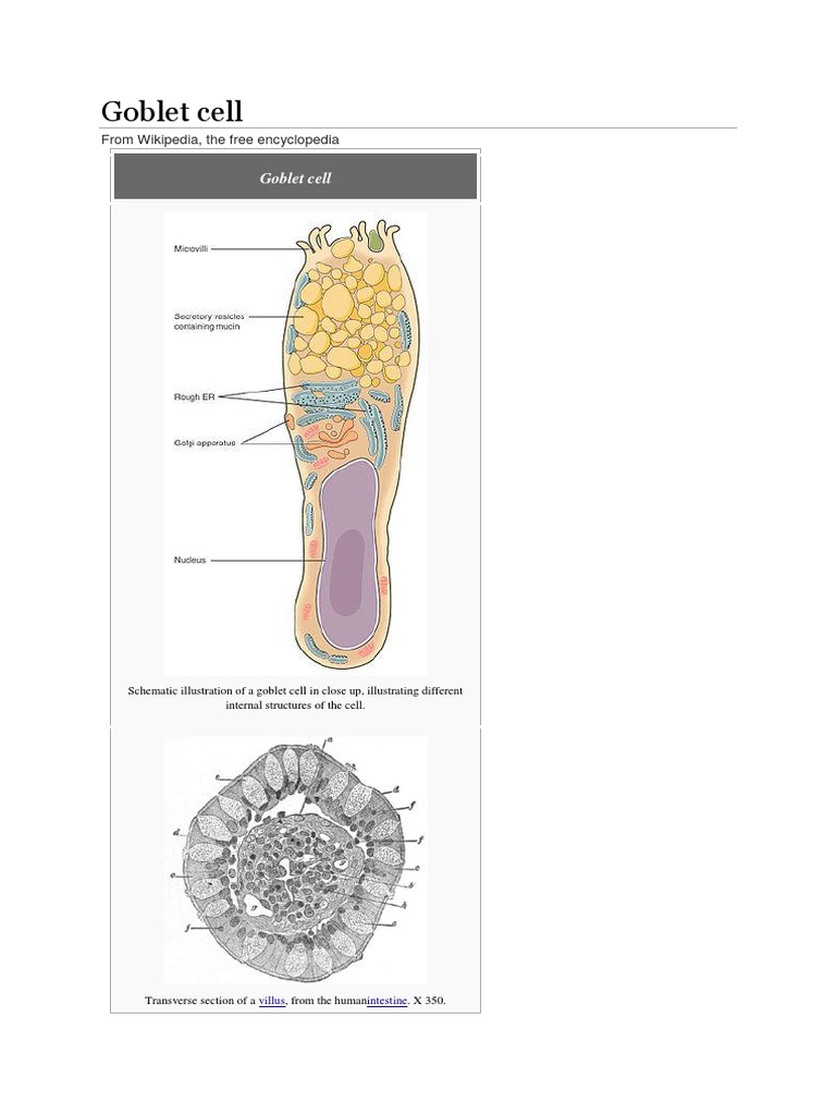 Goblet Cell | Anatomy | Zoology