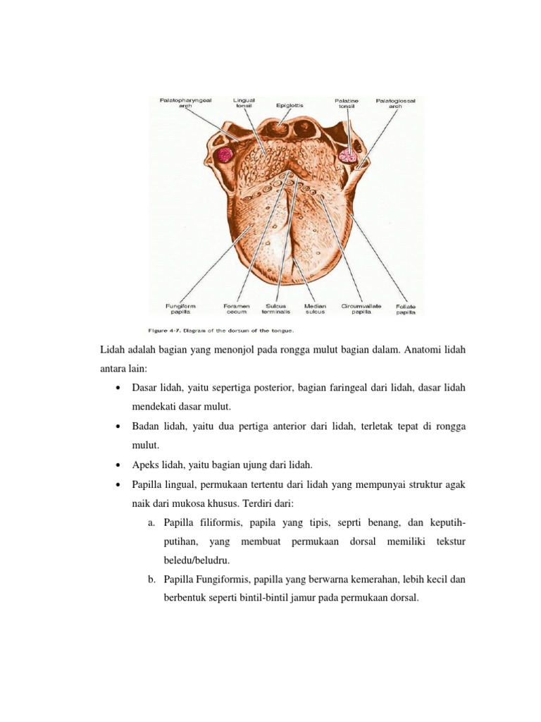 Lidah | PDF