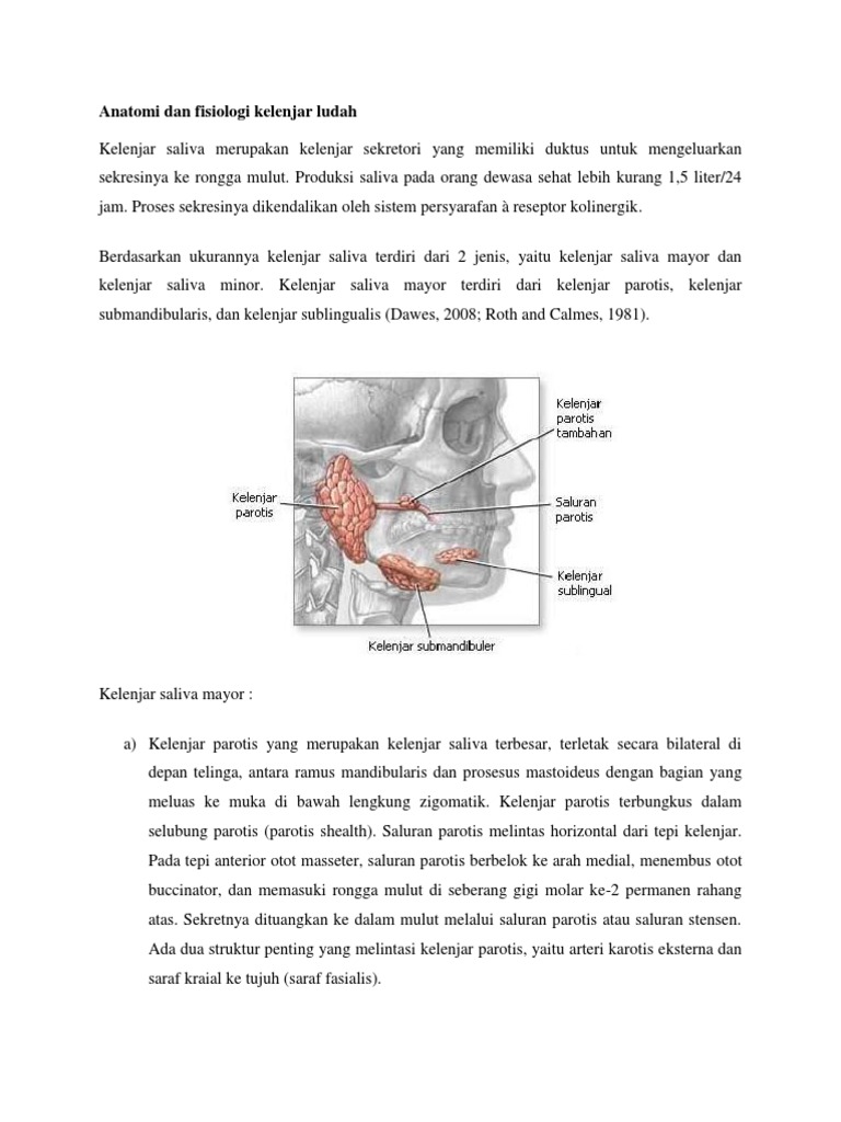 Anatomi Kelenjar Ludah dan Fungsinya | PDF