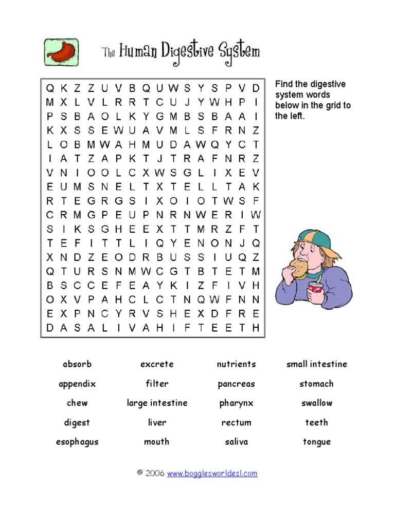 Digestivesystem Wordsearch | PDF | Wellness