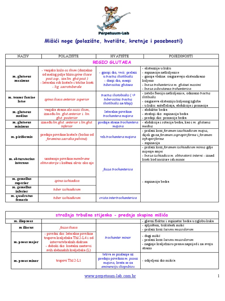 Misici Noge PDF | PDF
